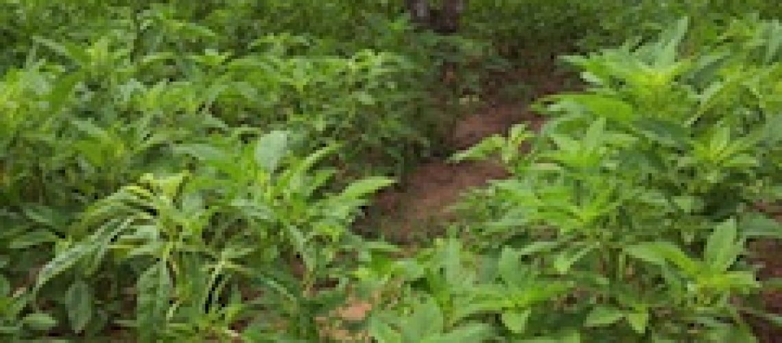 Falar de tseke é dizer aos moçambicanos desenrasquem-se porque não há ...